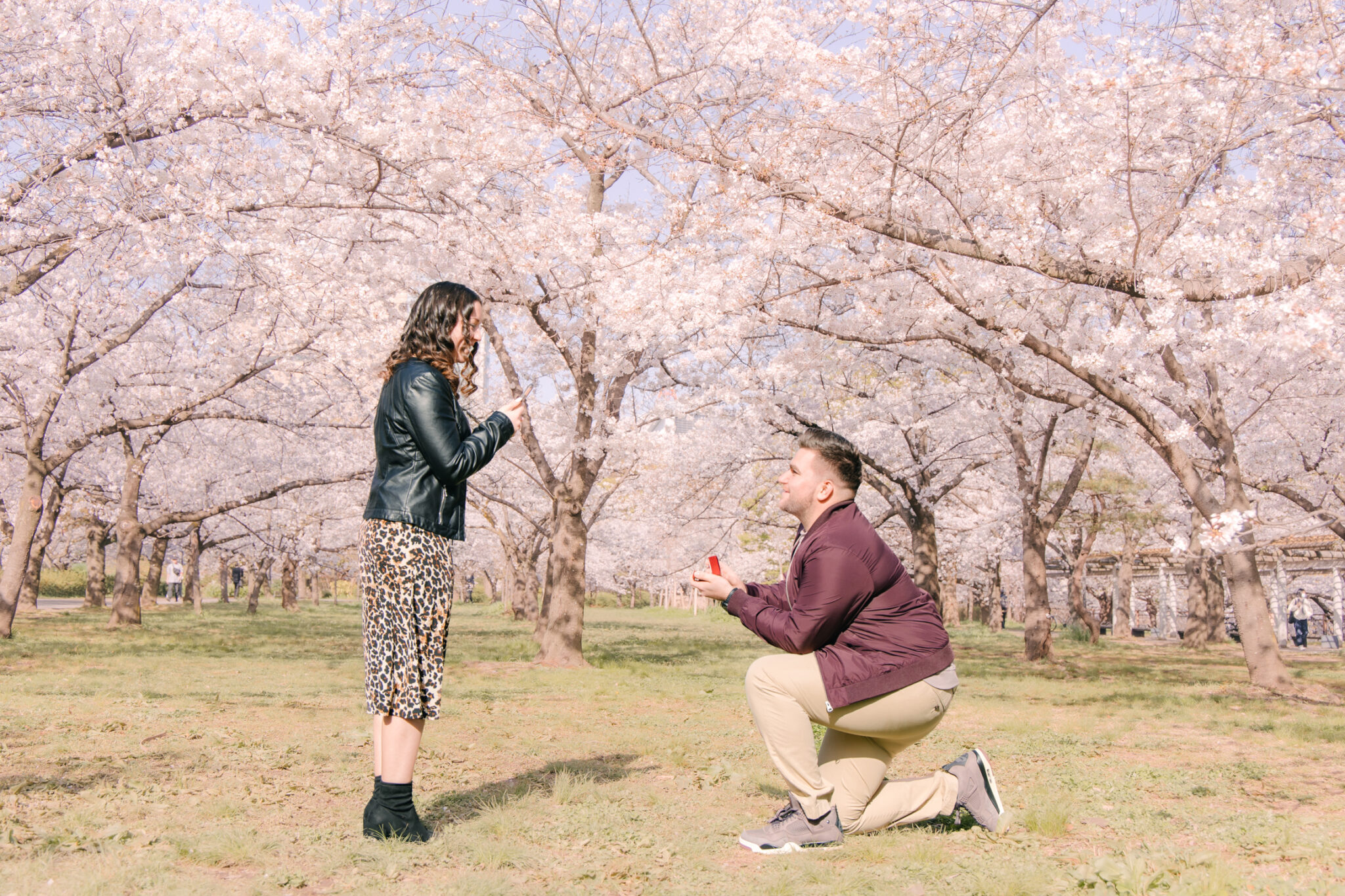 Surprise proposal shooting with Cherry blossoms in full bloom ...