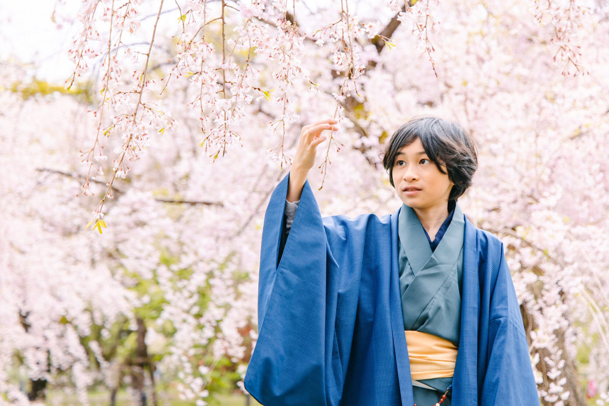 Family photoshoot at Kyoto botanical garden with Cherry blossoms were ...
